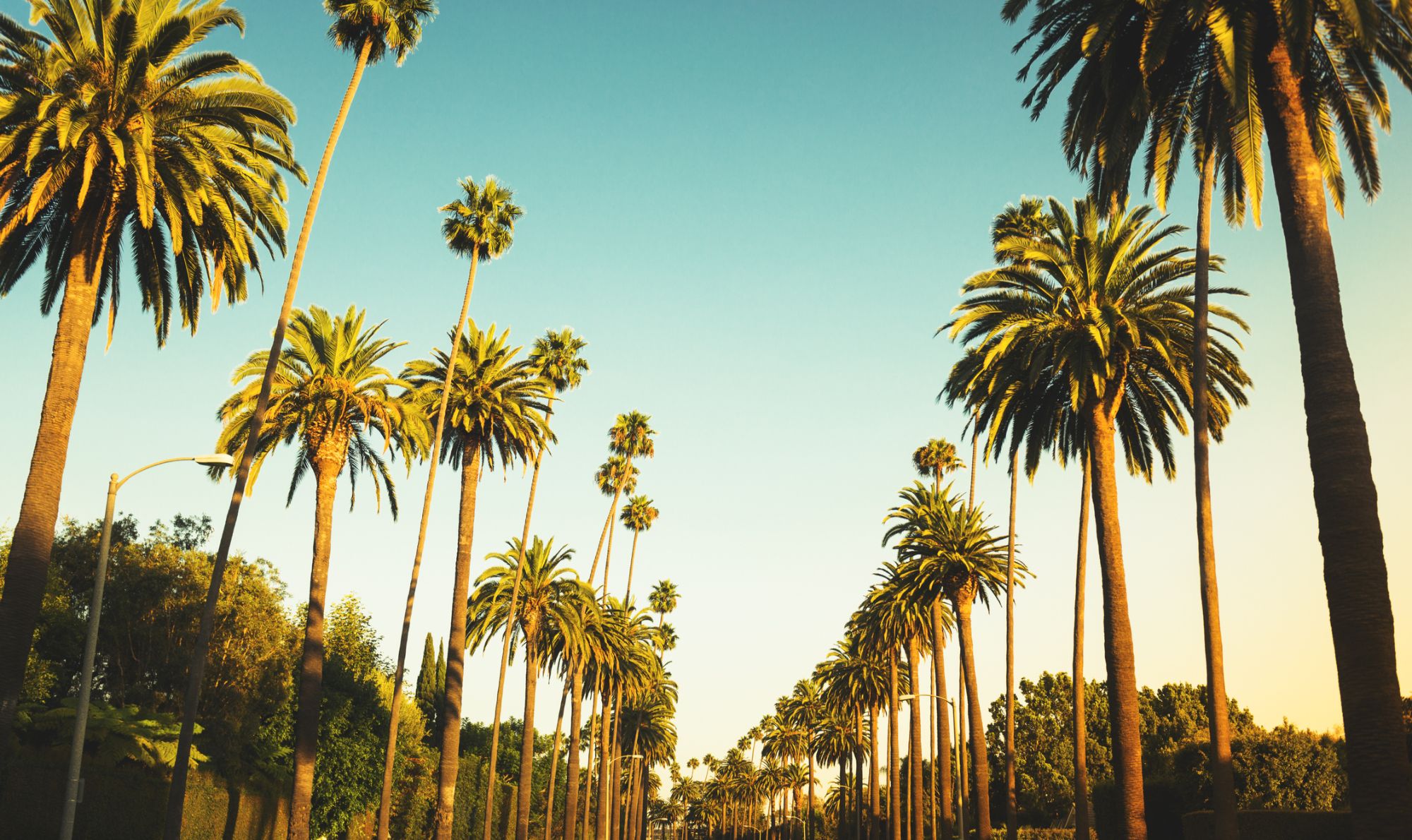 Hancock Park - St. James + Canter